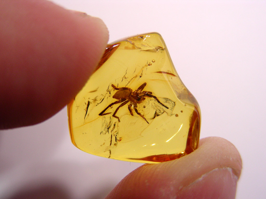 Ambres avec insectes photos