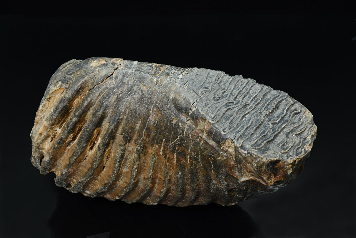 Photos de Fossiles page 1